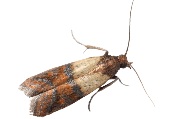 Matmal - Har du hittat kryp i skafferiet? - Begone Skadedjursbekämpning | Bli av med skadedjur