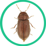 Identifiera Skadedjur här - Vanliga Skadedjur - Begone Skadedjursbekämpning | Bli av med skadedjur