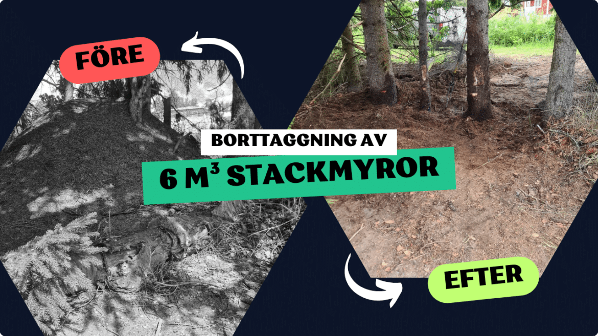 Såhär bekämpar du hästmyror, stackmyror och svartmyror