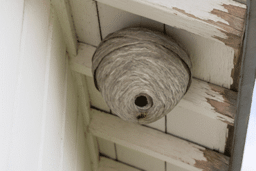 Ta bort getingbo – Själv eller med hjälp av proffs